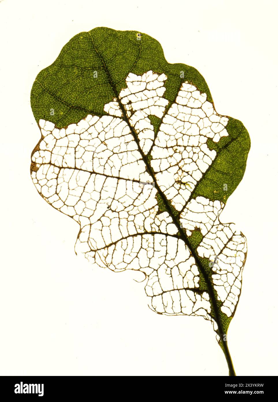 Decaying Oak leaf (Quercus robur). Studio photo on light panel Stock ...