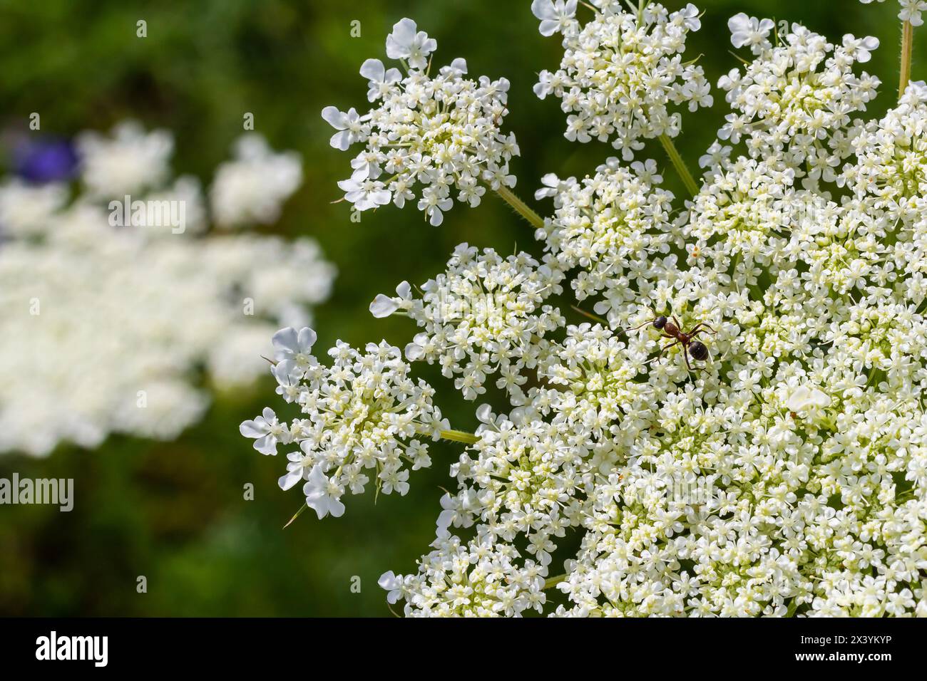 Daucus carota known as wild carrot blooming plant Stock Photo - Alamy