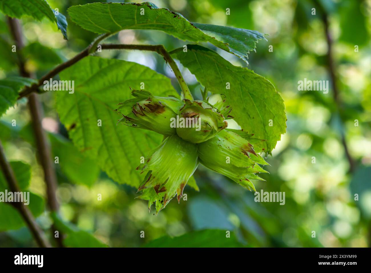 Young hazel, green hazelnut nuts, grow on a tree Stock Photo - Alamy