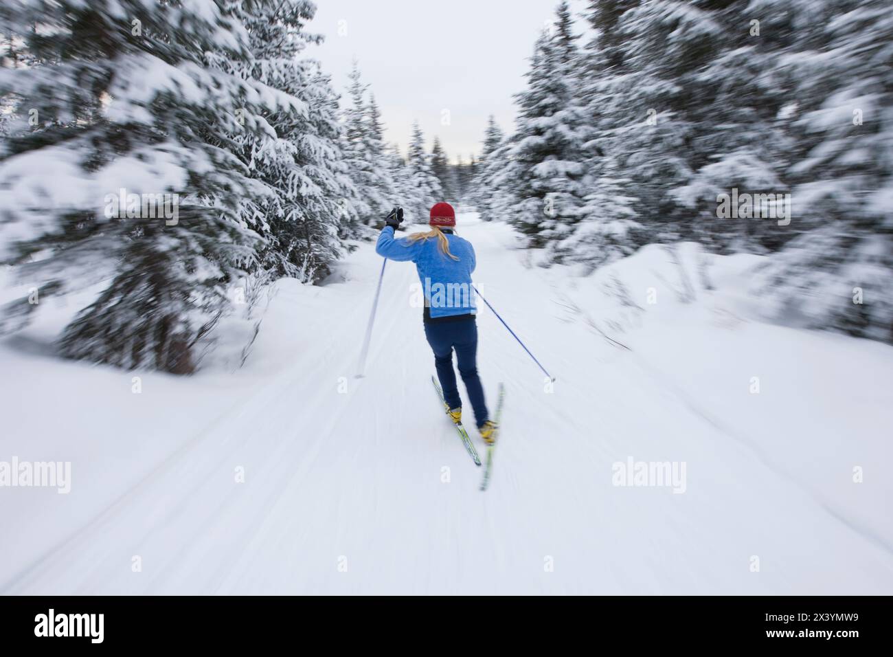Young woman cross country skiing through trees in Alaska Stock Photo ...