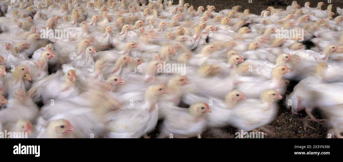 Large chicken farm Stock Photo - Alamy