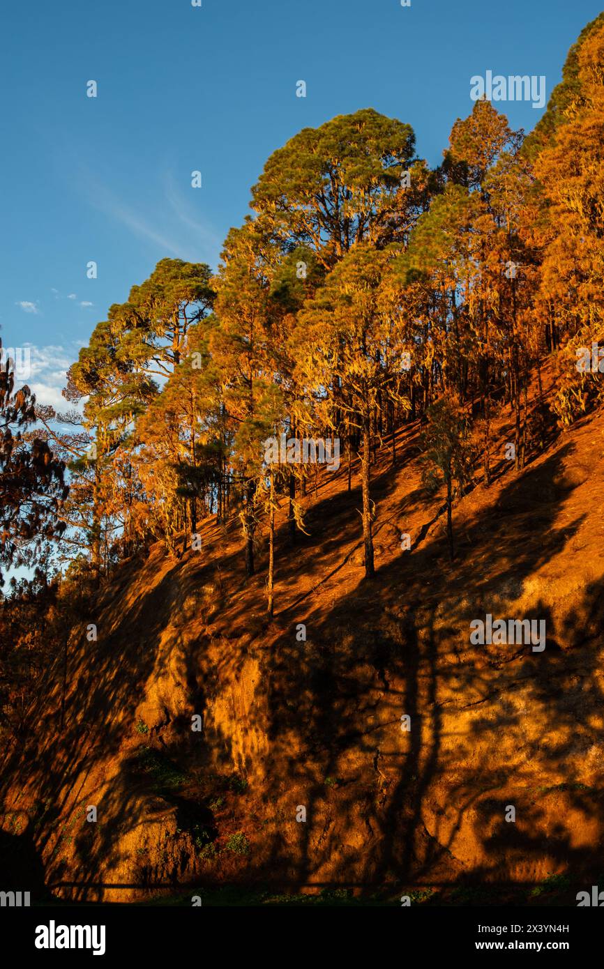 A hillside with trees in the foreground and a blue sky in the ...