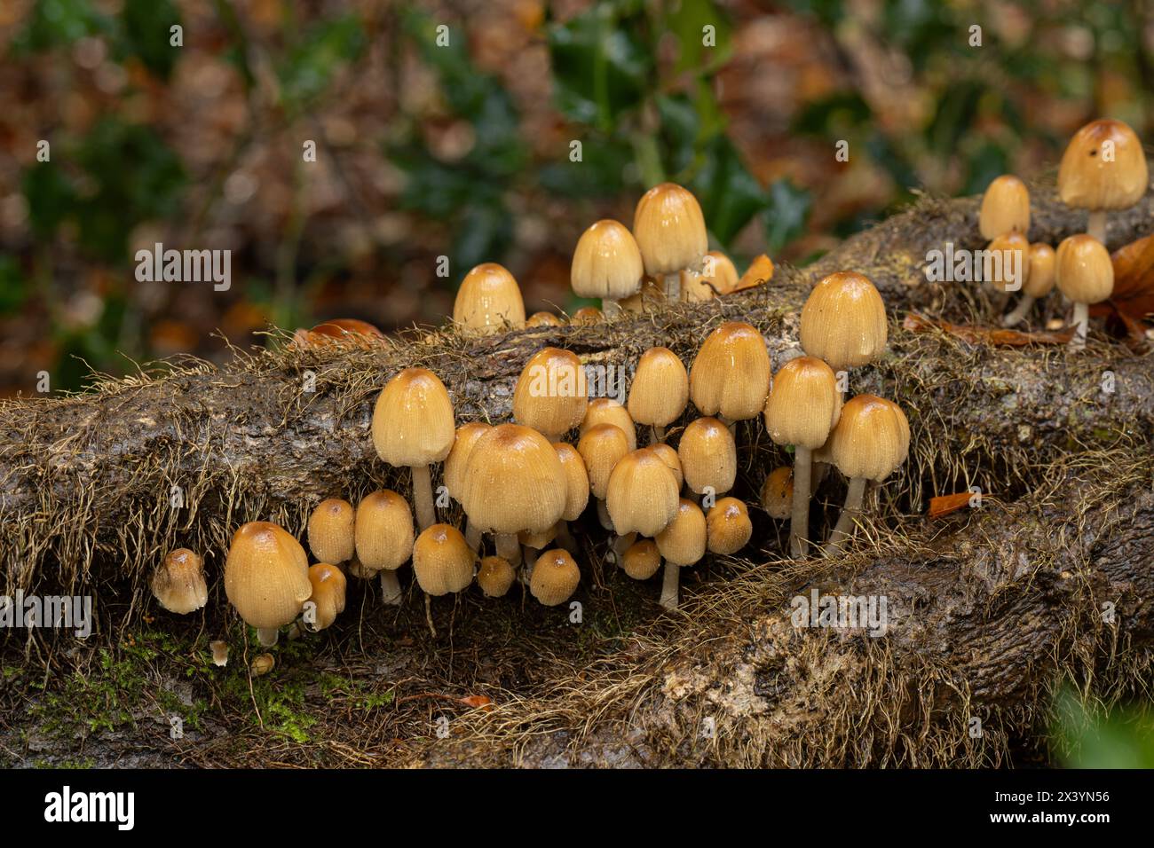 Glistening Inkcap: Coprinellus micaceus. On fallen Beech trunk with Ivy ...