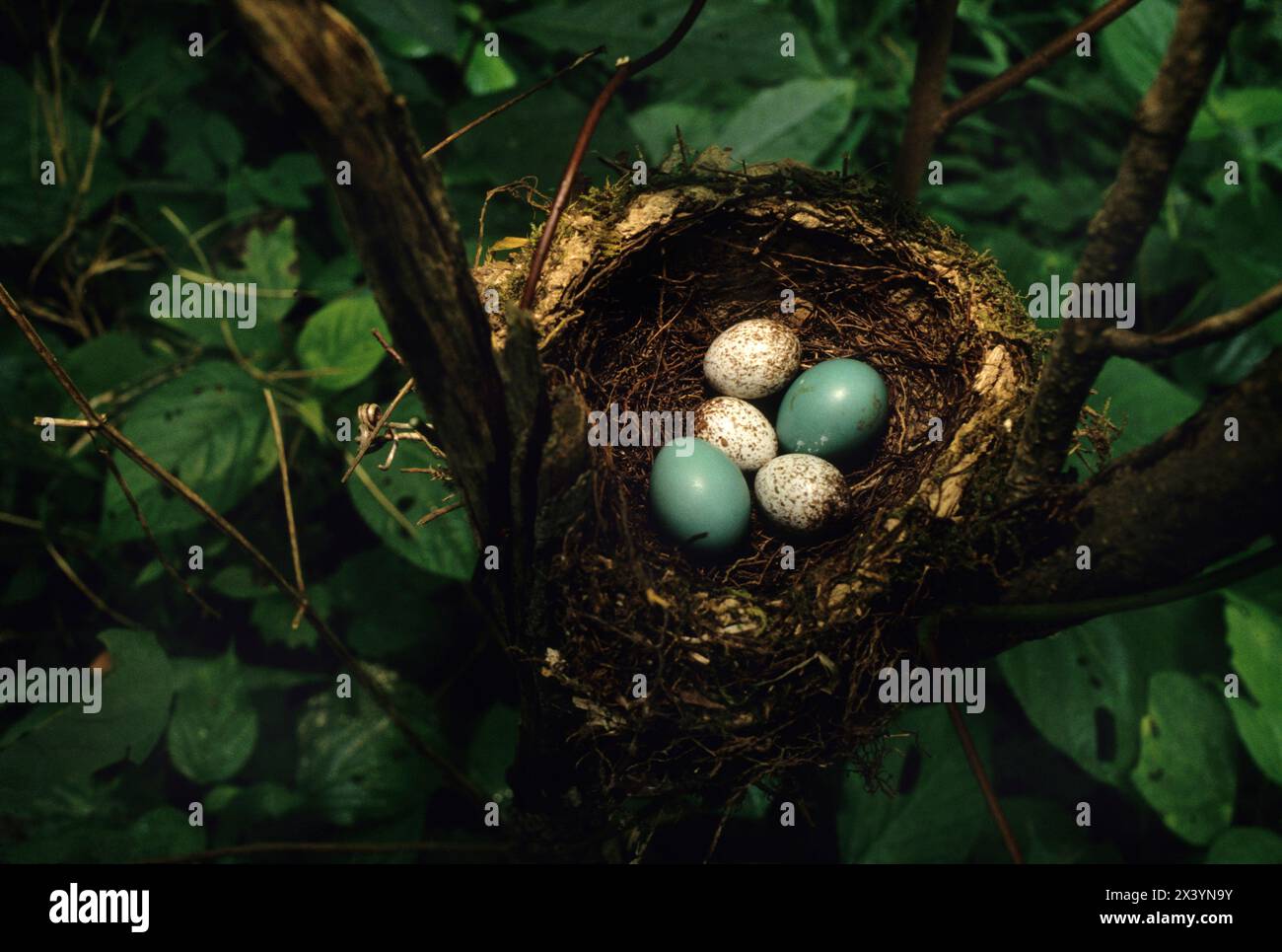 Cowbird and Wood Thrush eggs in nest Stock Photo - Alamy