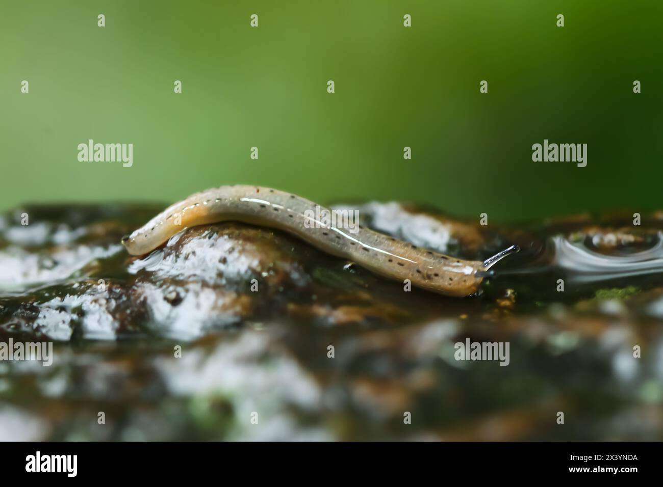 Body texture hi-res stock photography and images - Alamy