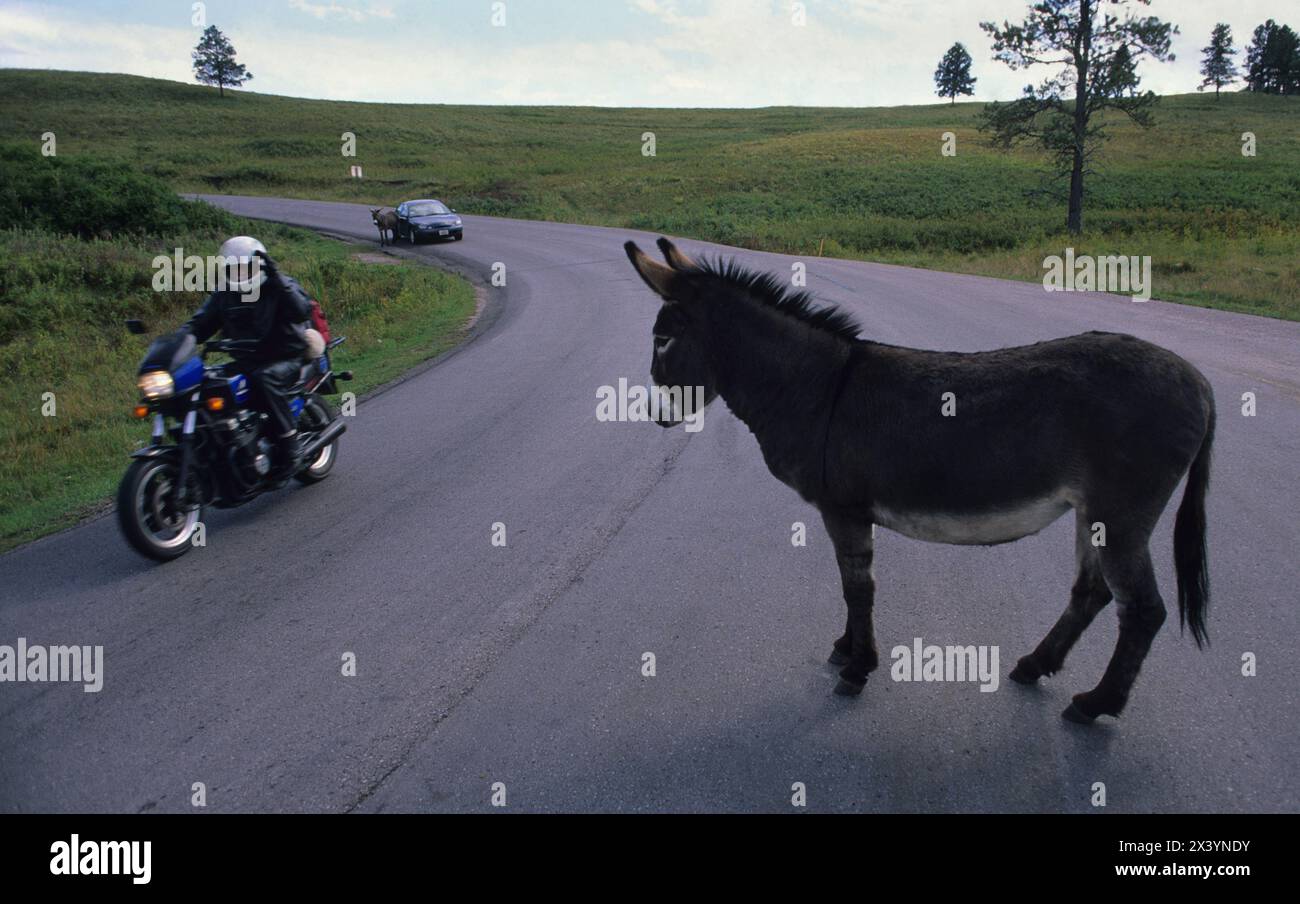 Mule crossing hi-res stock photography and images - Alamy