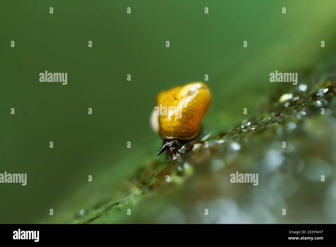 A Taiwanese mountain snail (Cyclotus taivanus taivanus) crawls on the ...