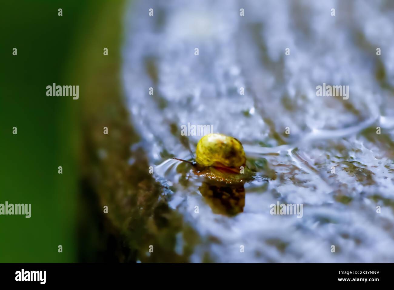 A Taiwanese mountain snail (Cyclotus taivanus taivanus) crawls on the ...