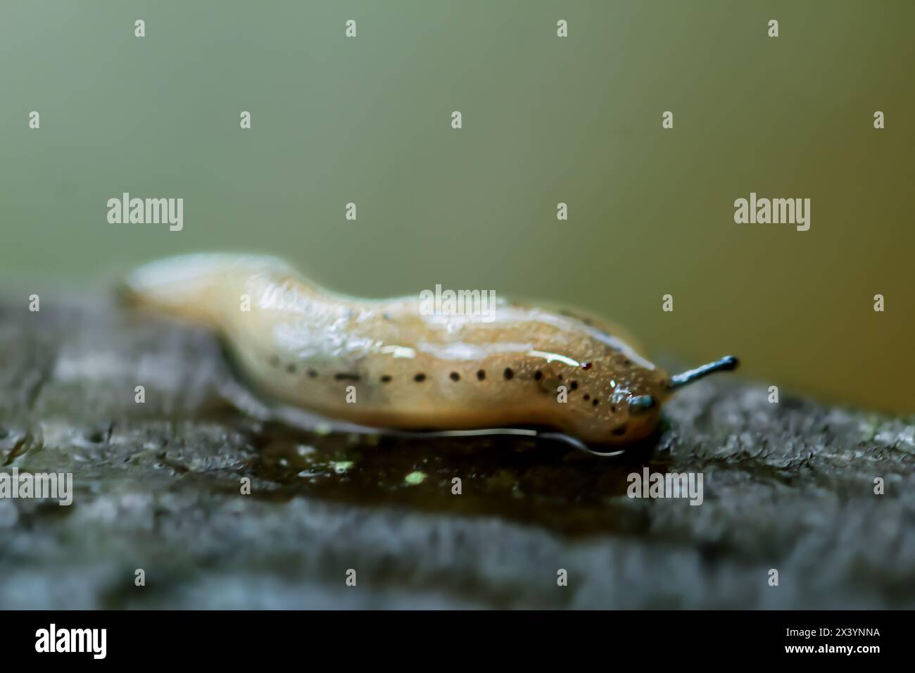 Body texture hi-res stock photography and images - Alamy