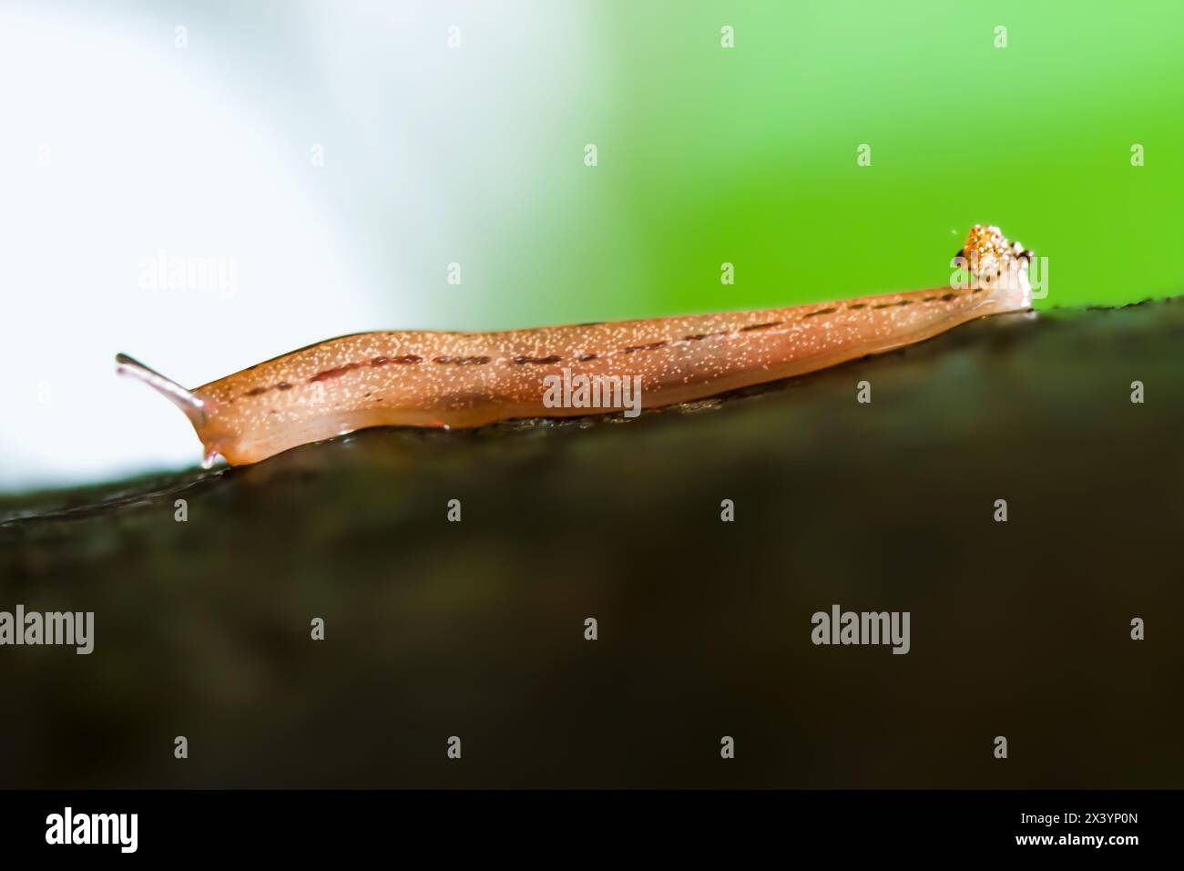 Body texture hi-res stock photography and images - Alamy