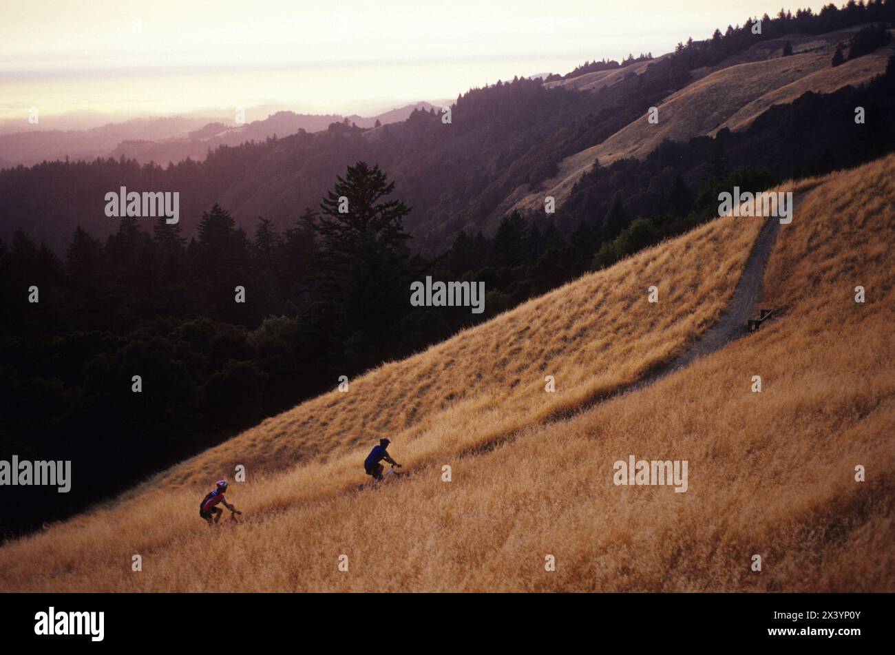 Two male mountain bikers biking singletrack in Saratoga, California ...