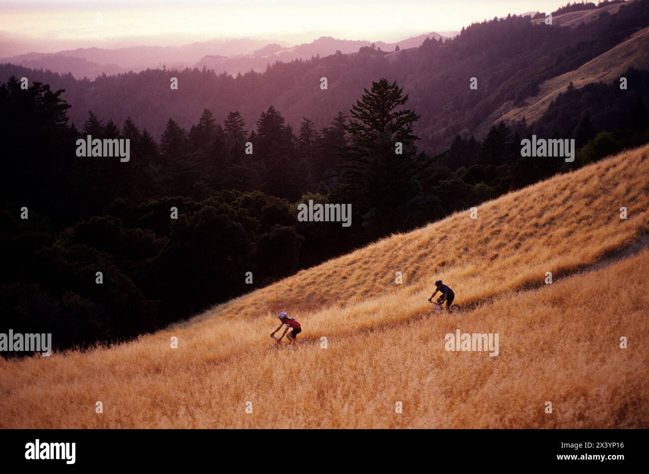 Two male mountain bikers biking single track in Saratoga, California ...