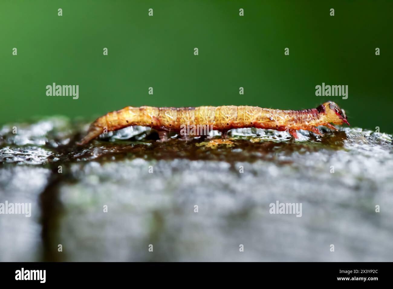 A close-up of a mysterious yellow-brown insect, crawling on the ...