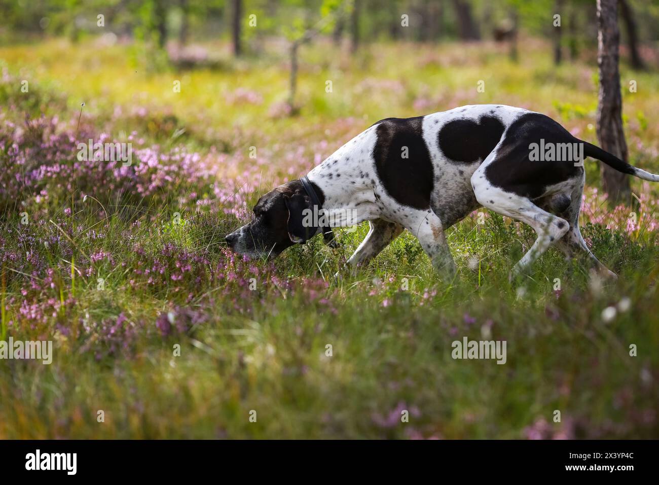 Dog english pointer hunting in the autumn forest Stock Photo - Alamy