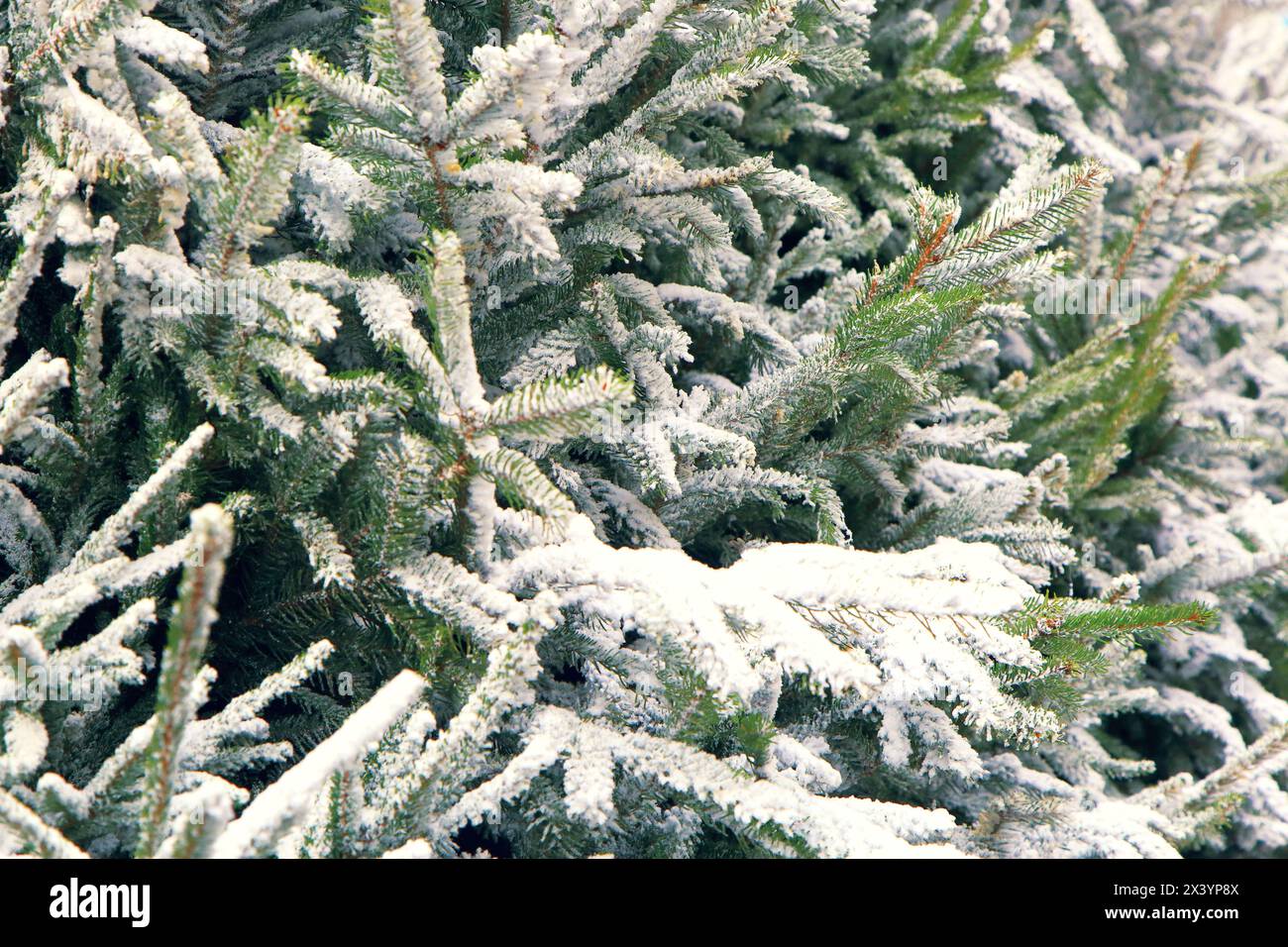 White artificial fir branches hi-res stock photography and images - Alamy
