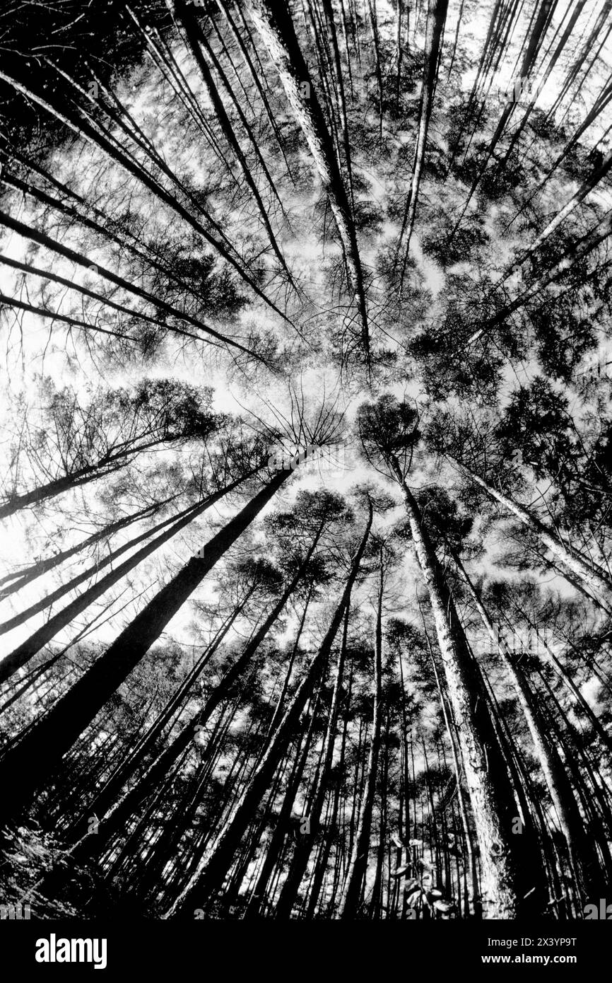 A grove of trees in Lake Suwa, Japan Stock Photo - Alamy