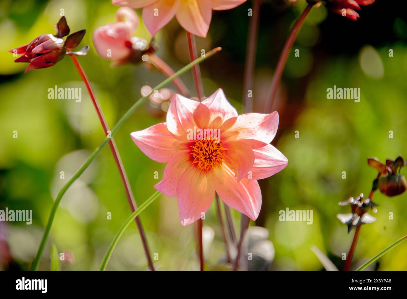 Pink dahlia in bloom in soft, glowing sunlight Stock Photo - Alamy