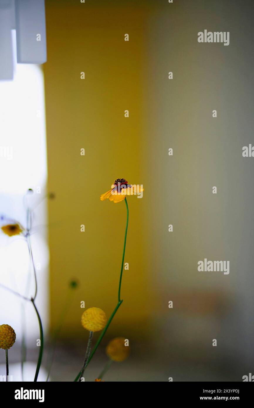 Vibrant yellow backdrop hi-res stock photography and images - Alamy