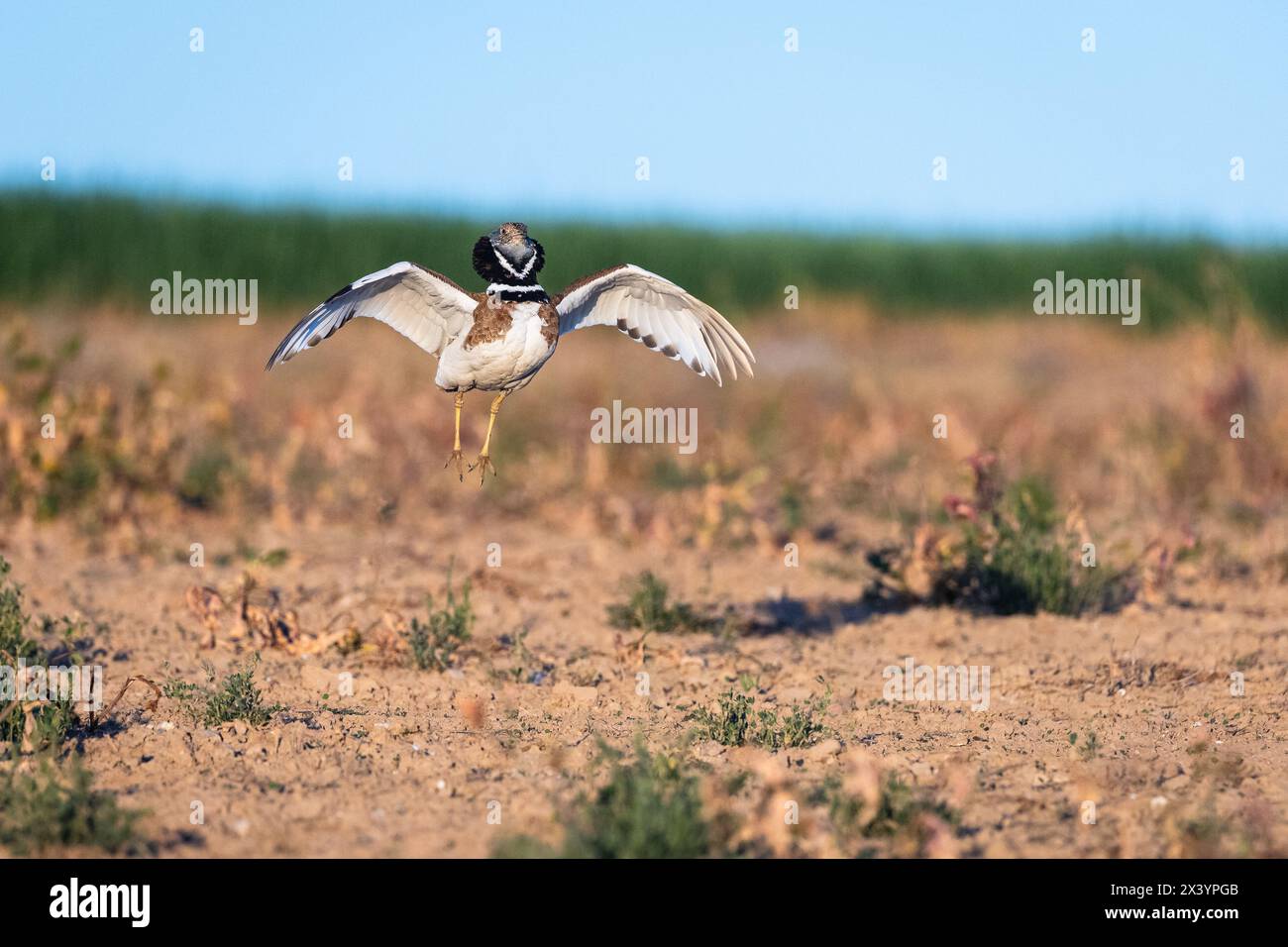 Little bustard (Tetrax tetrax), male displaying, jump, Lleida Steppes ...