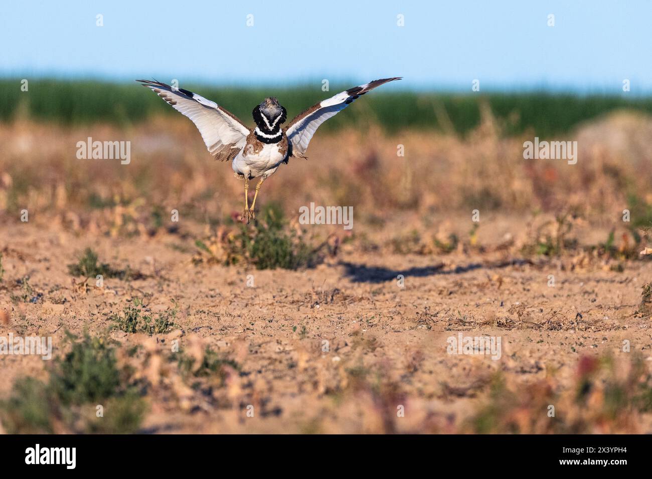 Little bustard (Tetrax tetrax), male displaying, jump, Lleida Steppes ...
