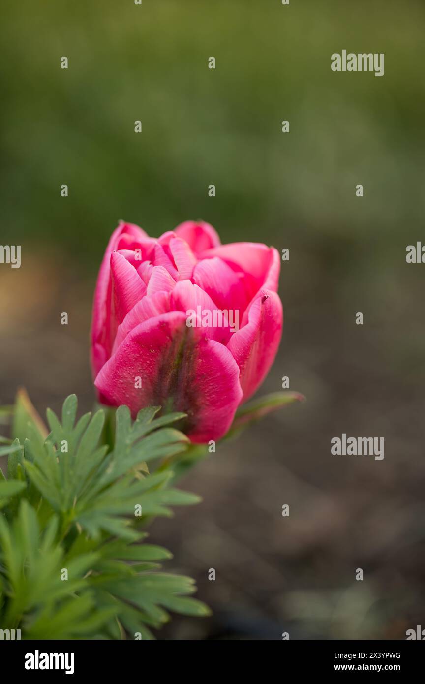 Pink tulip stands out with a lush green soft background Stock Photo - Alamy