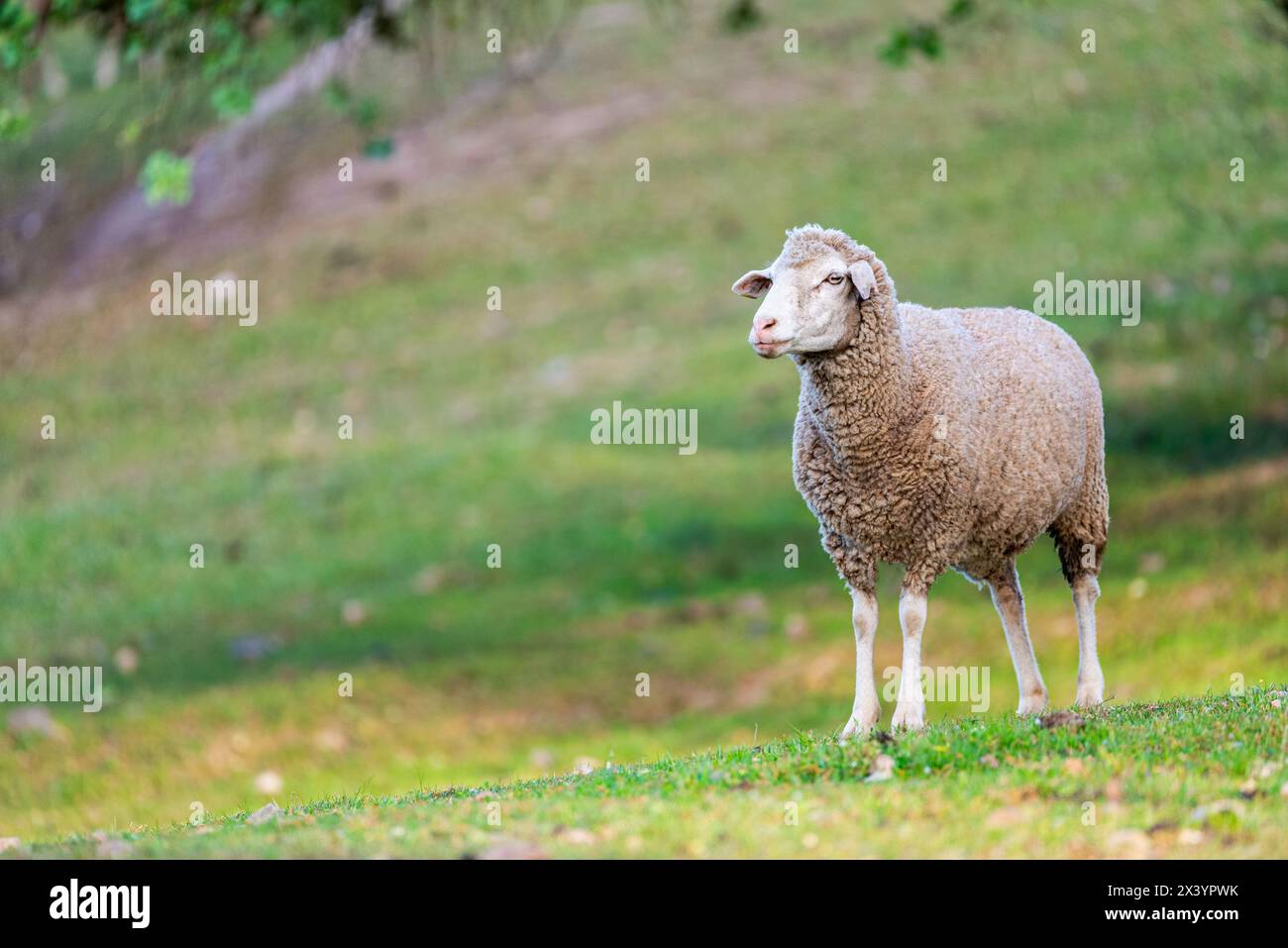 Adult sheep black white lamb hi-res stock photography and images - Alamy