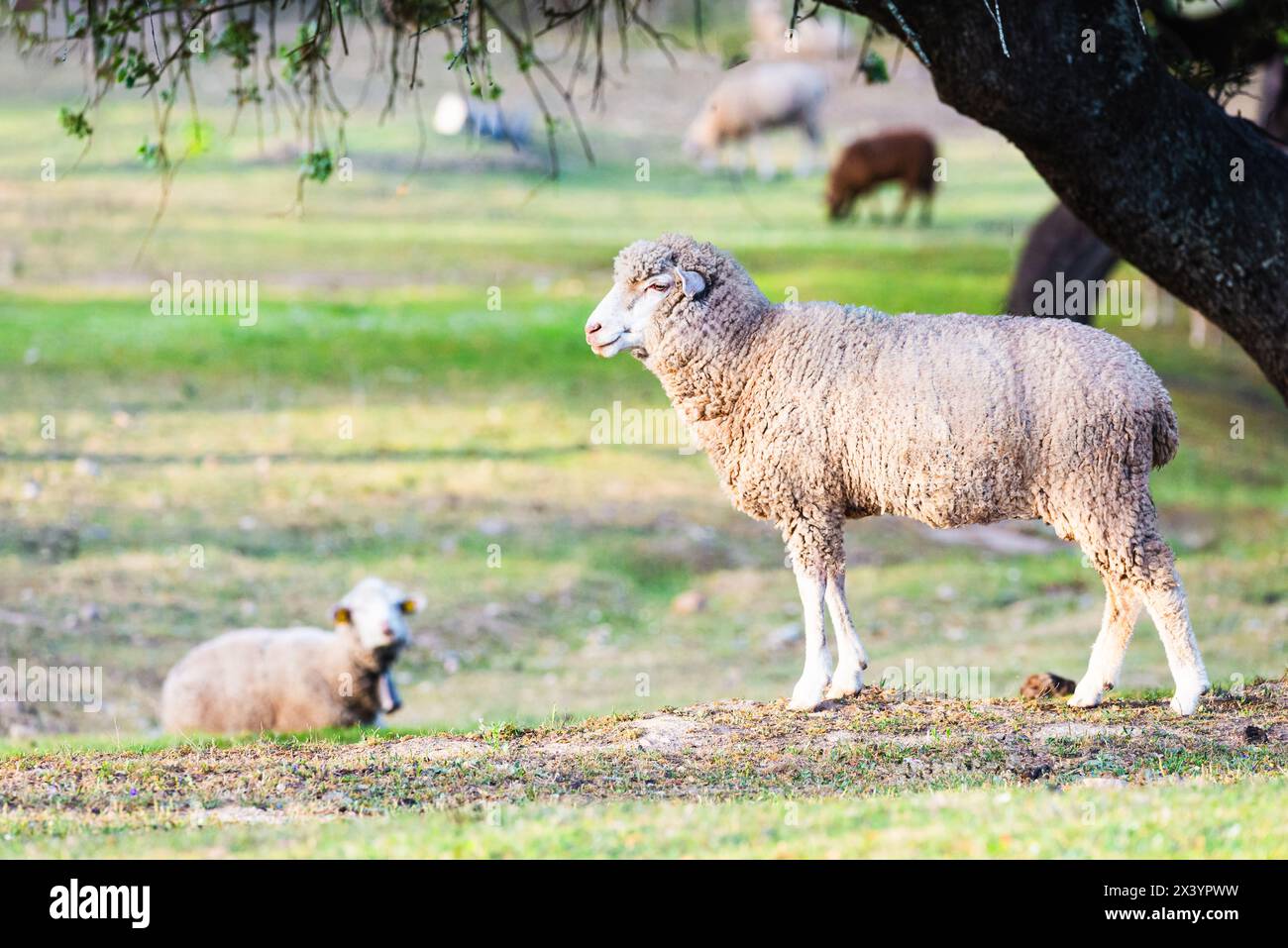 Adult sheep black white lamb hi-res stock photography and images - Alamy
