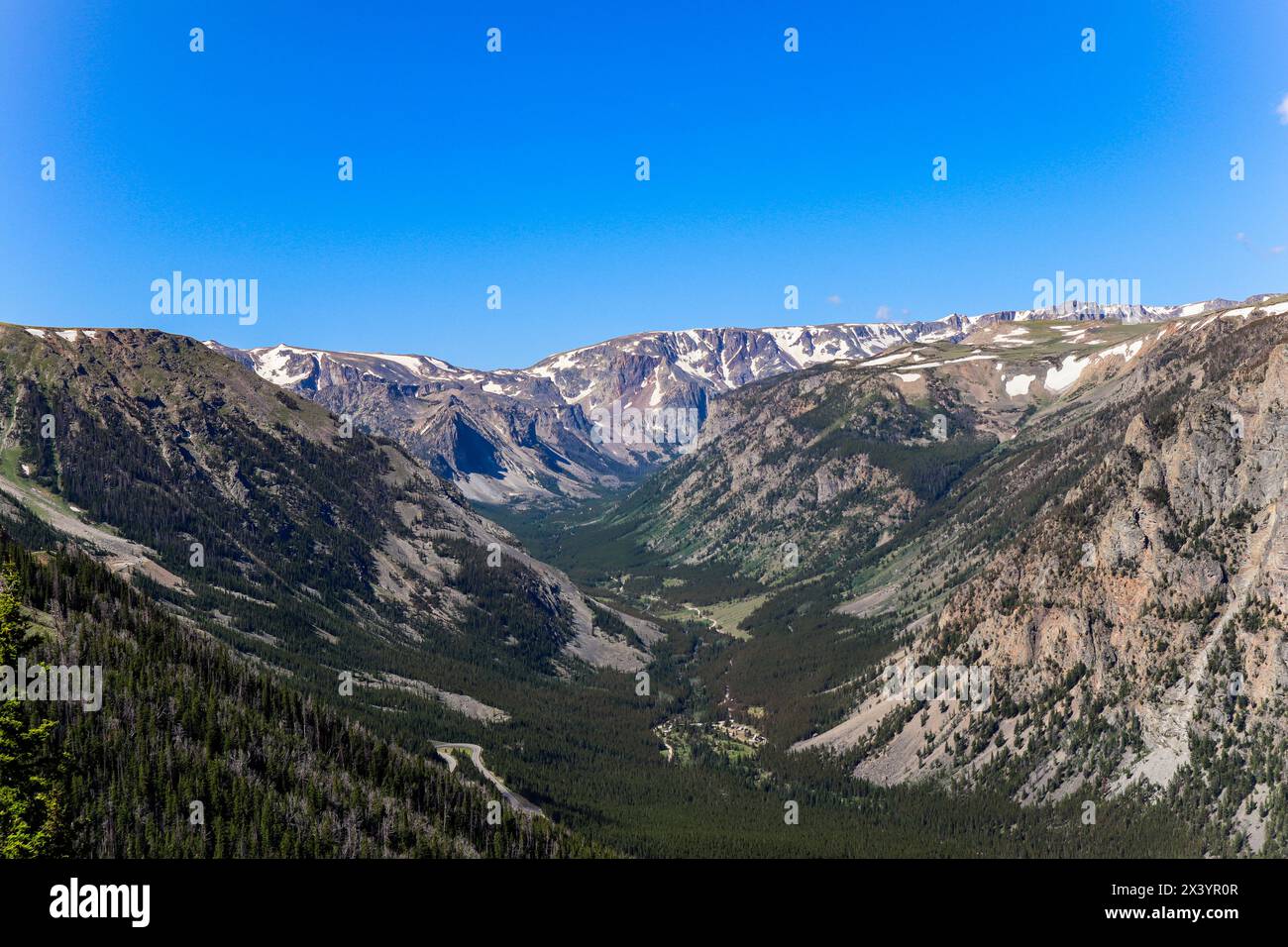 Pine forest in a valley of the Beartooth Mountains Stock Photo - Alamy
