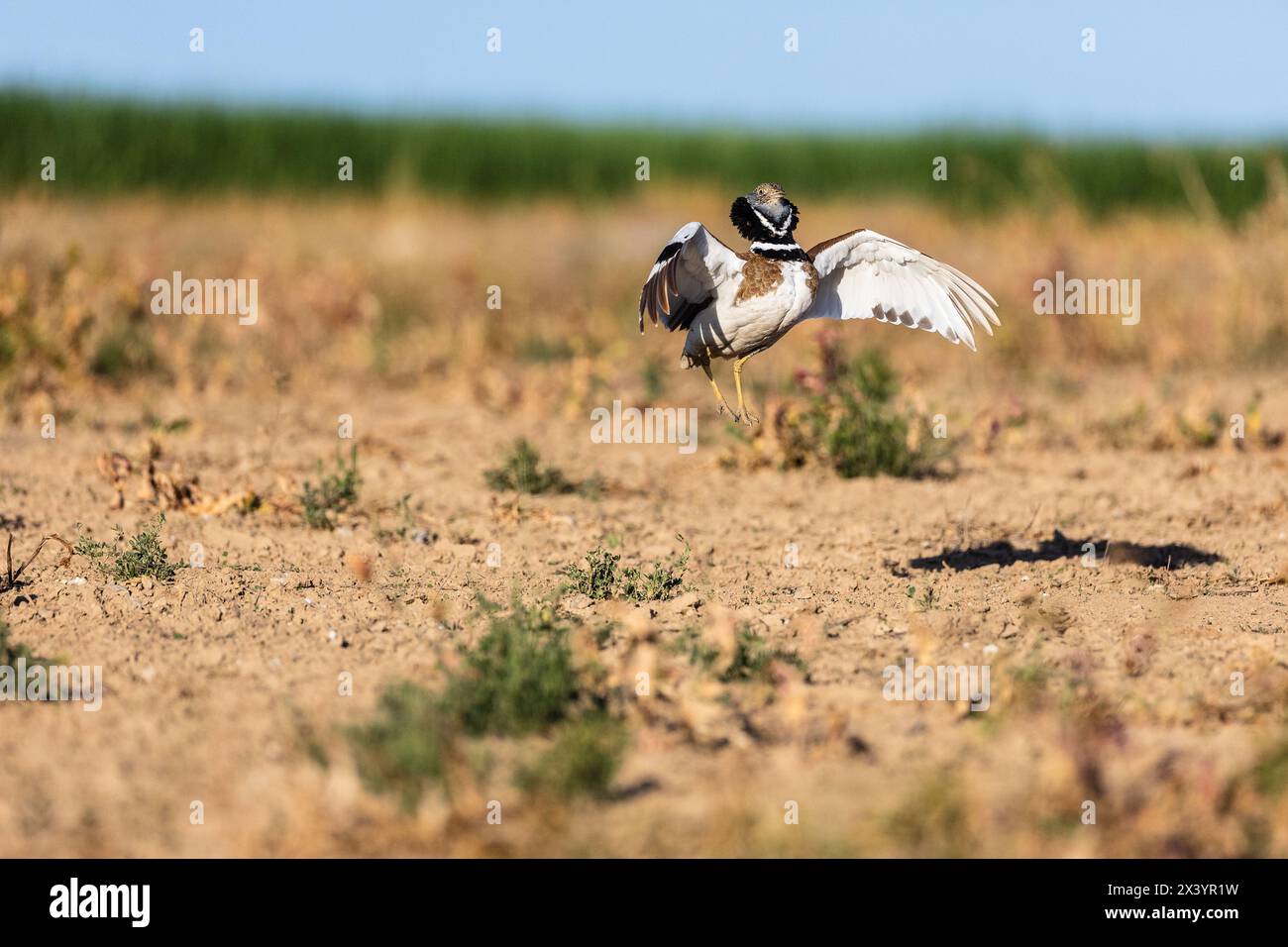 Little bustard (Tetrax tetrax), male displaying, jump, Lleida Steppes ...