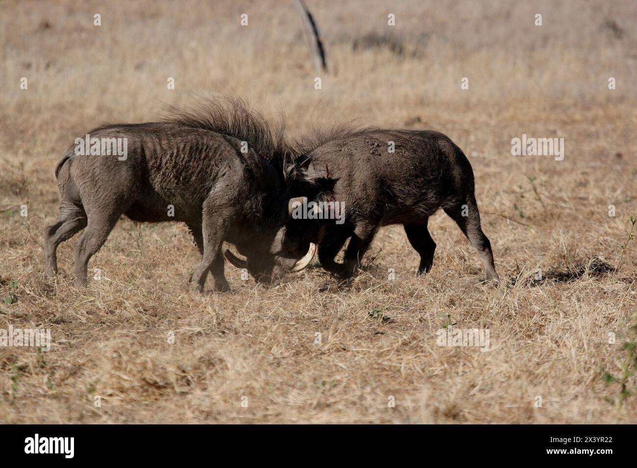 African fight blood hi-res stock photography and images - Alamy
