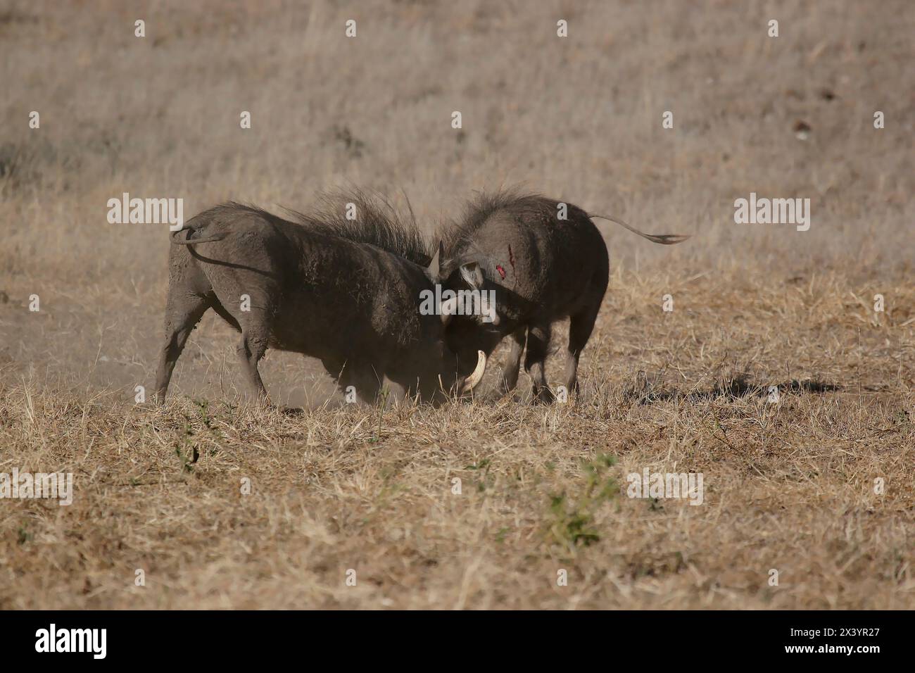 Pig fight hi-res stock photography and images - Alamy