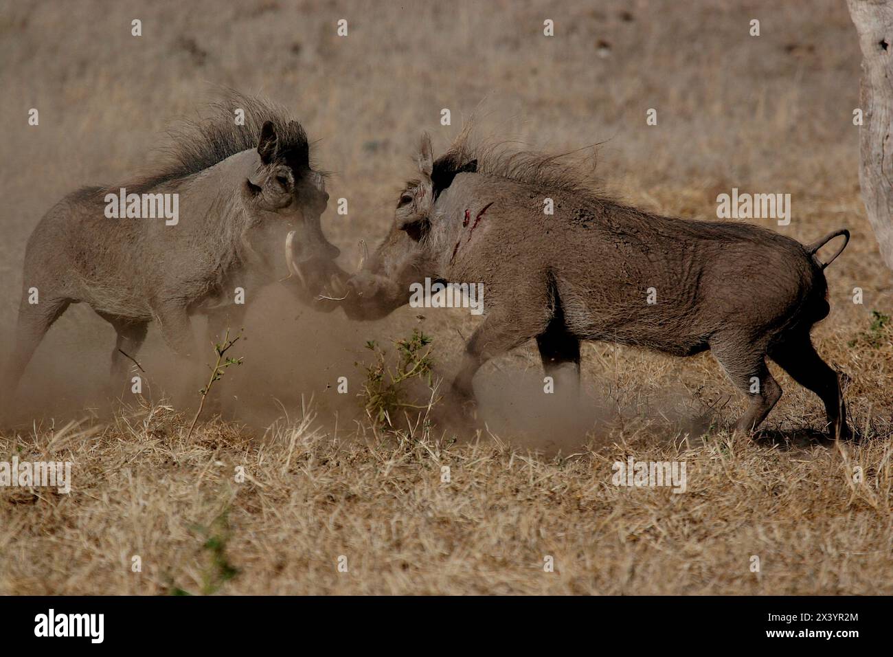 Southern african territory hi-res stock photography and images - Alamy