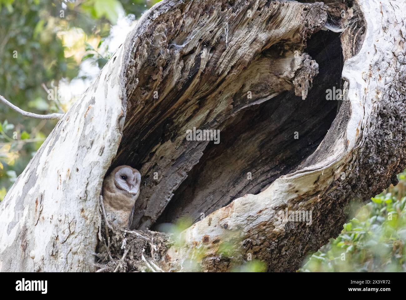 Tree cavity birds hi-res stock photography and images - Alamy
