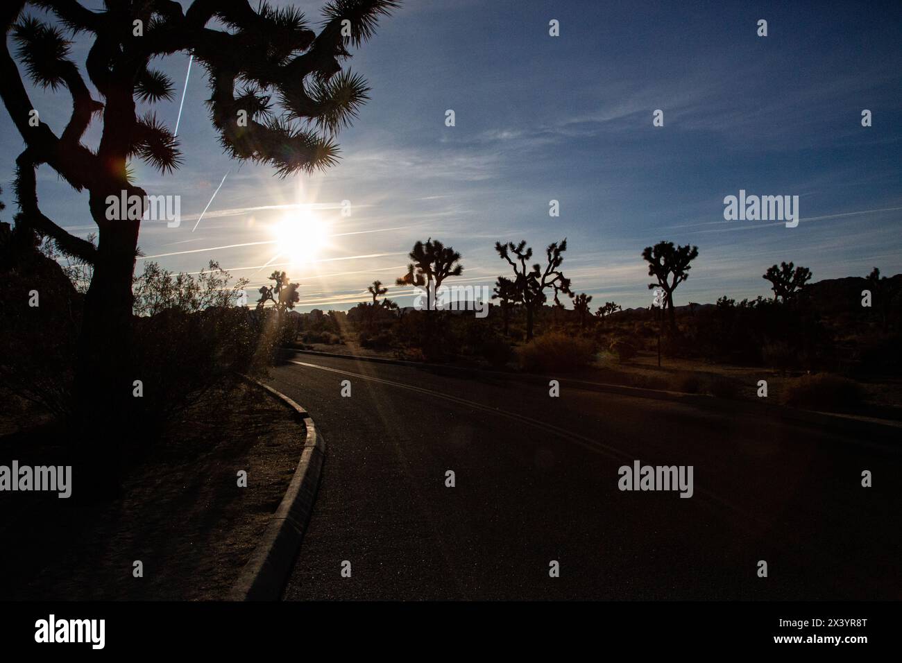 Sun flares on a desert road among Joshua trees Stock Photo - Alamy