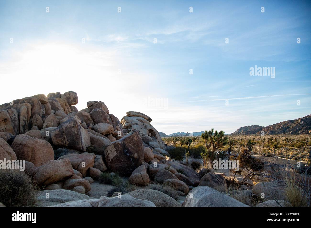 Sunlit boulder stacks and Joshua trees in desert expanse Stock Photo ...