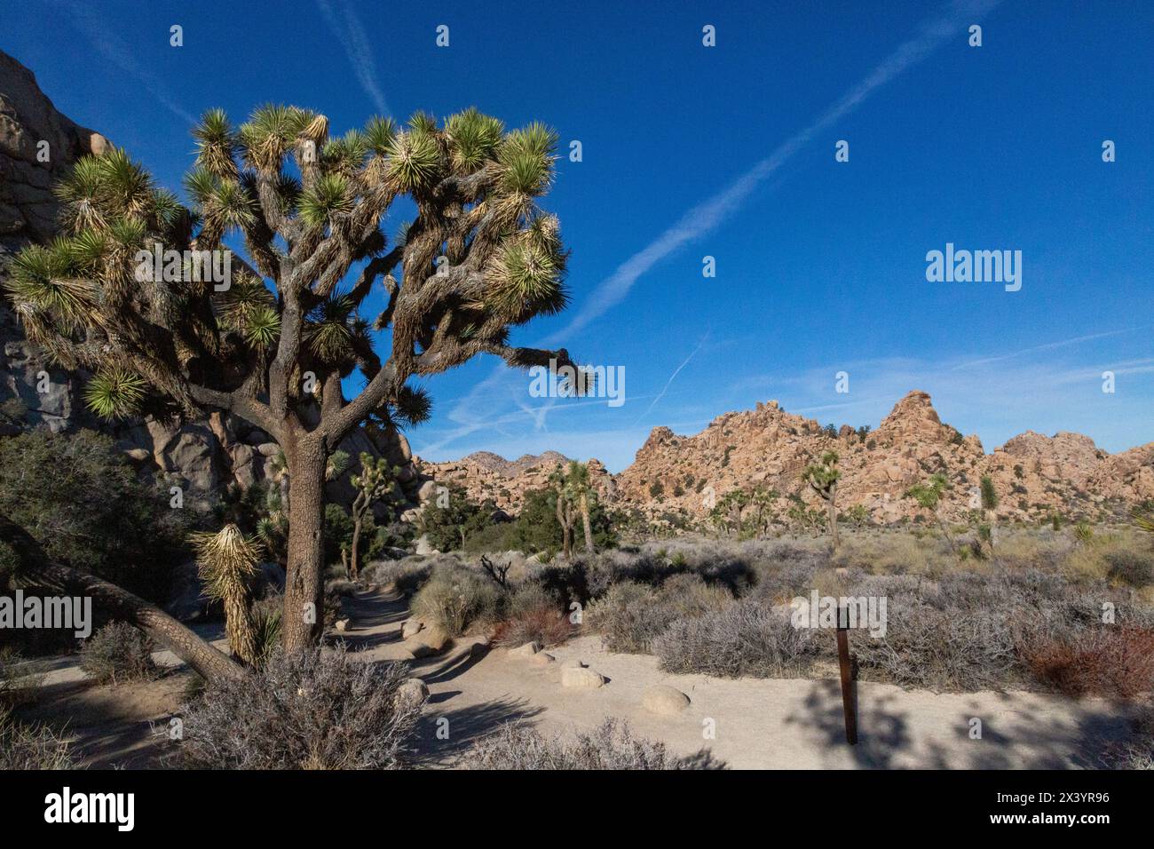 Iconic joshua tree against hi-res stock photography and images - Alamy