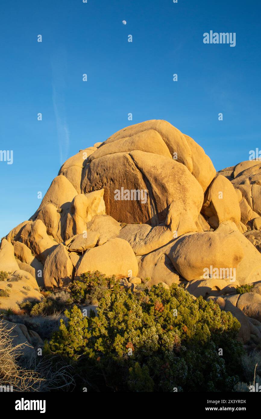 Moonrise and golden light on Joshua Tree boulders Stock Photo - Alamy