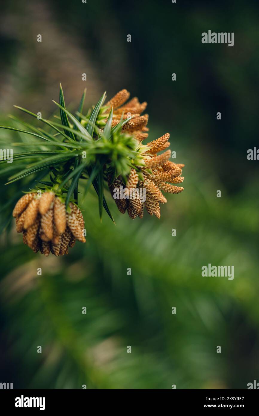 Closeup of Pinecones Beginning to Grow On Pine Tree Stock Photo - Alamy