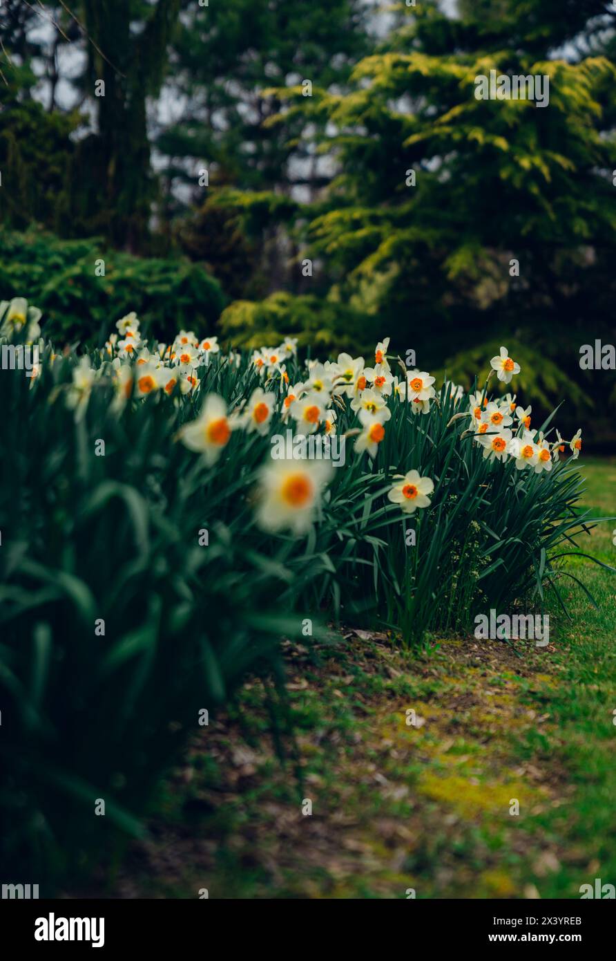White and Orange Field of Daffodils Blooming in the woods Stock Photo ...