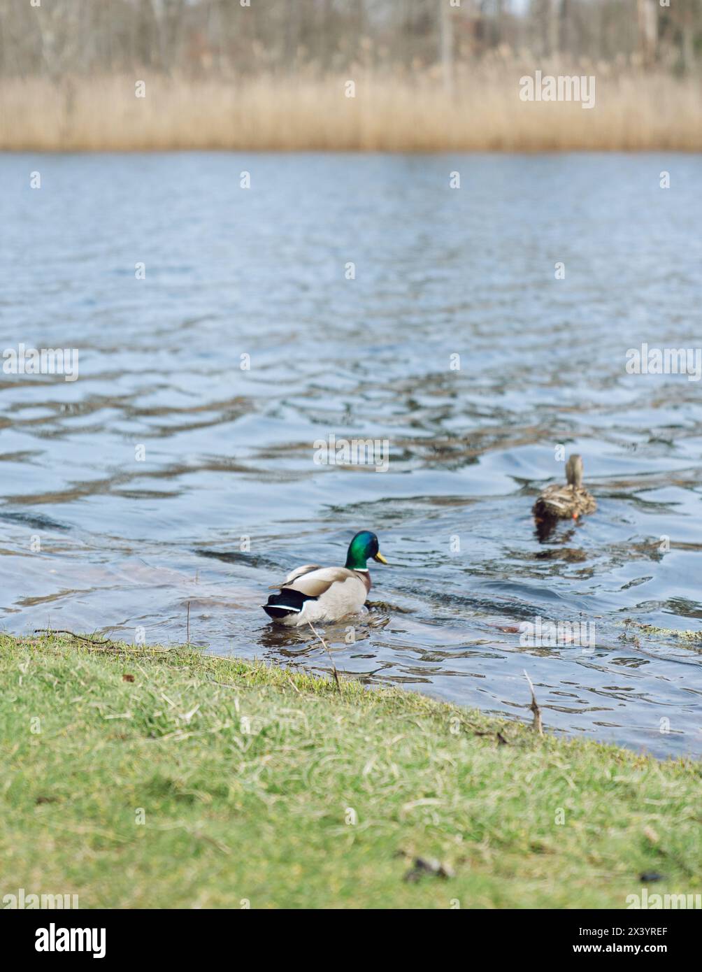 Mallord ducks hi-res stock photography and images - Alamy