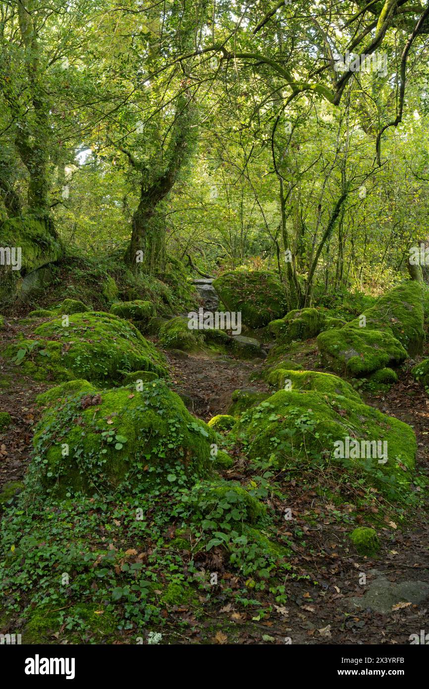 Lustleigh Cleave, Dartmoor, Devon, UK Stock Photo - Alamy