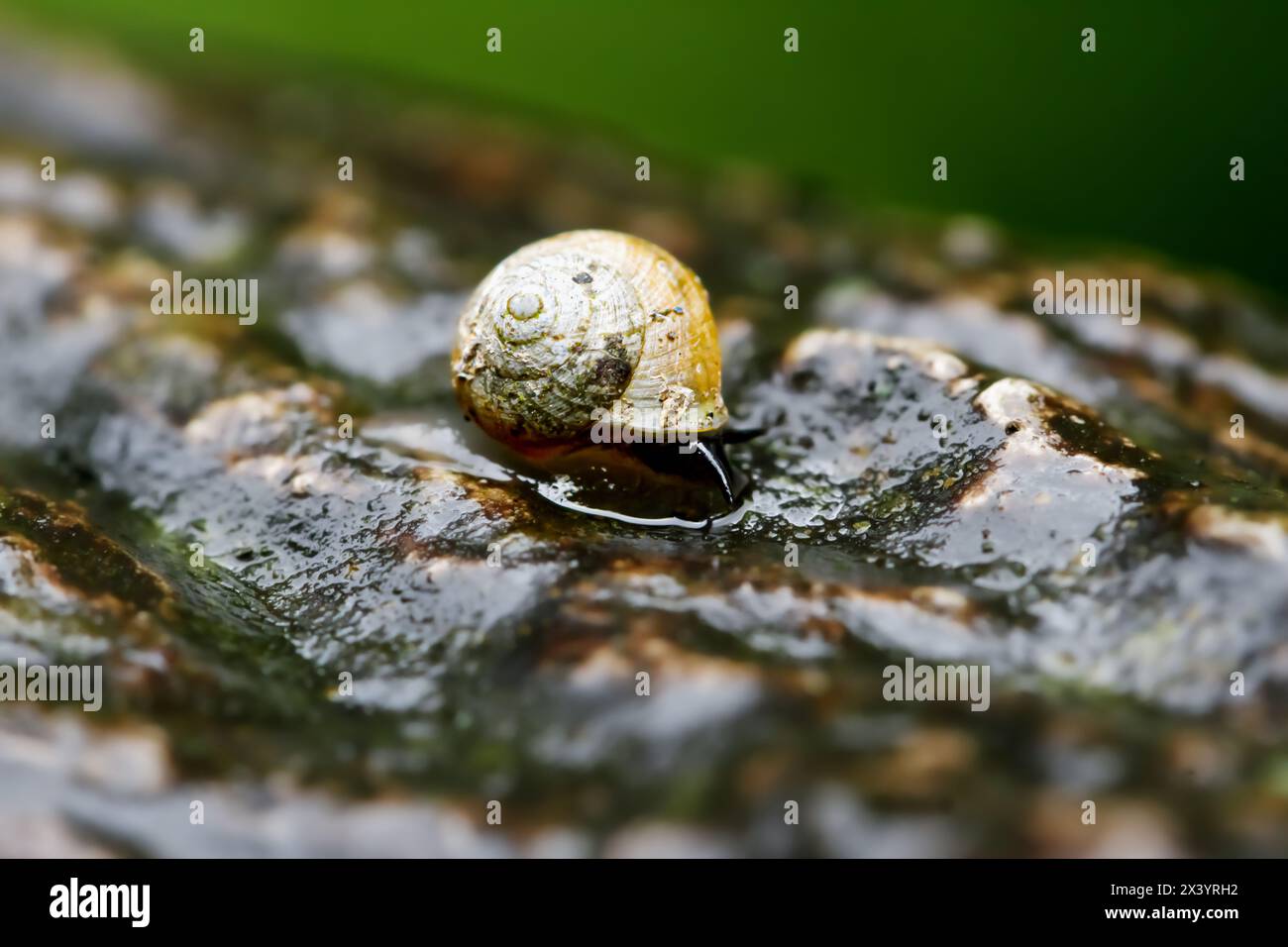 A close-up of a golden snail, its shell glistening, moving gracefully ...
