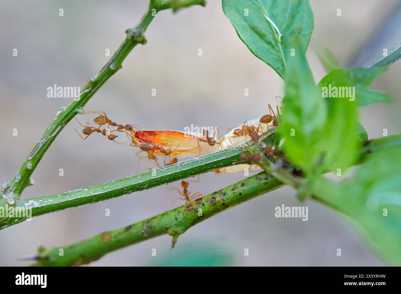 Weaver ants nest hi-res stock photography and images - Alamy