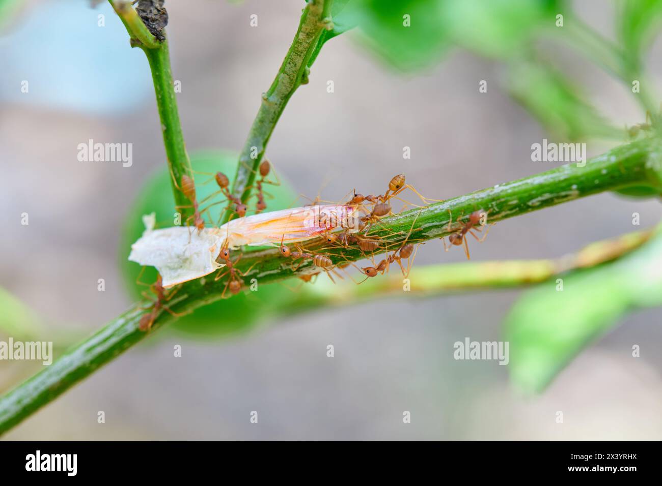 Ants carrying larvae hi-res stock photography and images - Alamy
