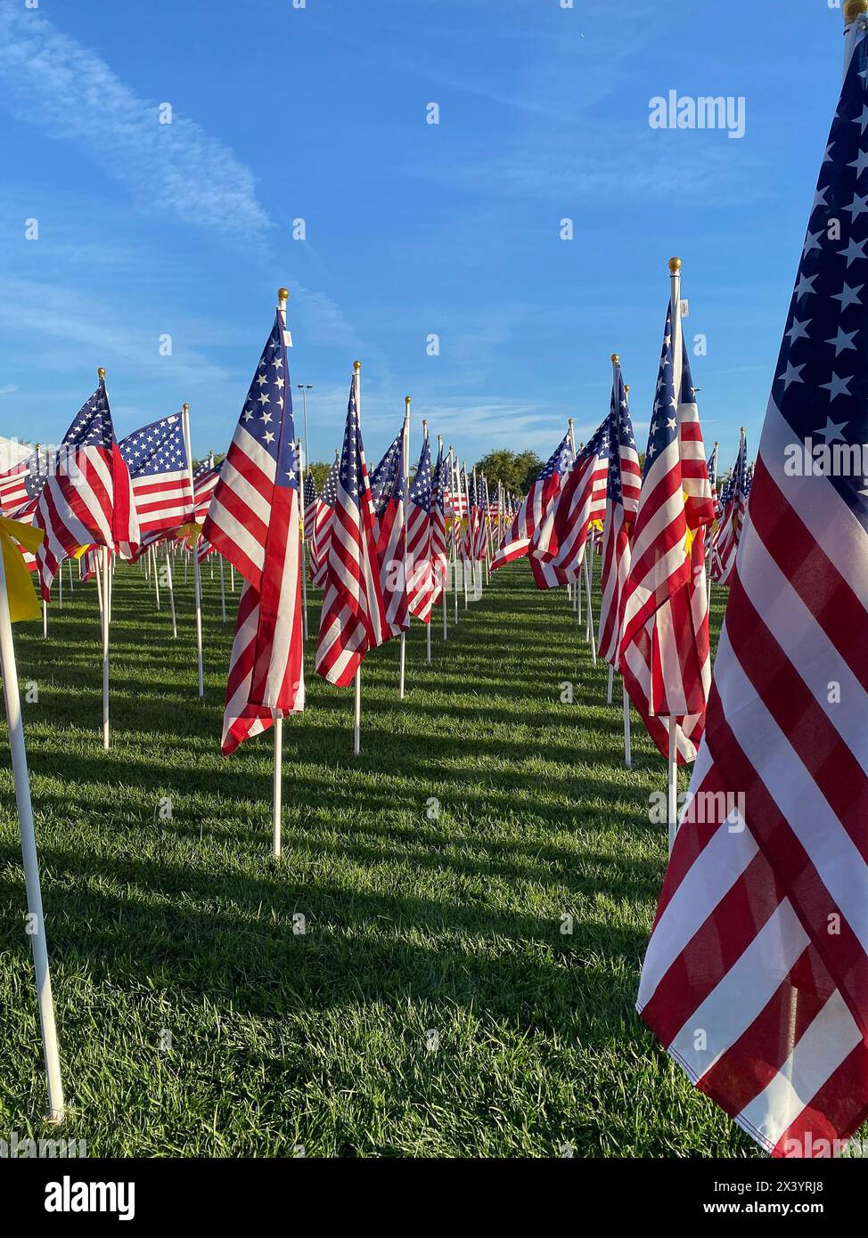 Rows of American flags stand tall in the sunlight Stock Photo - Alamy