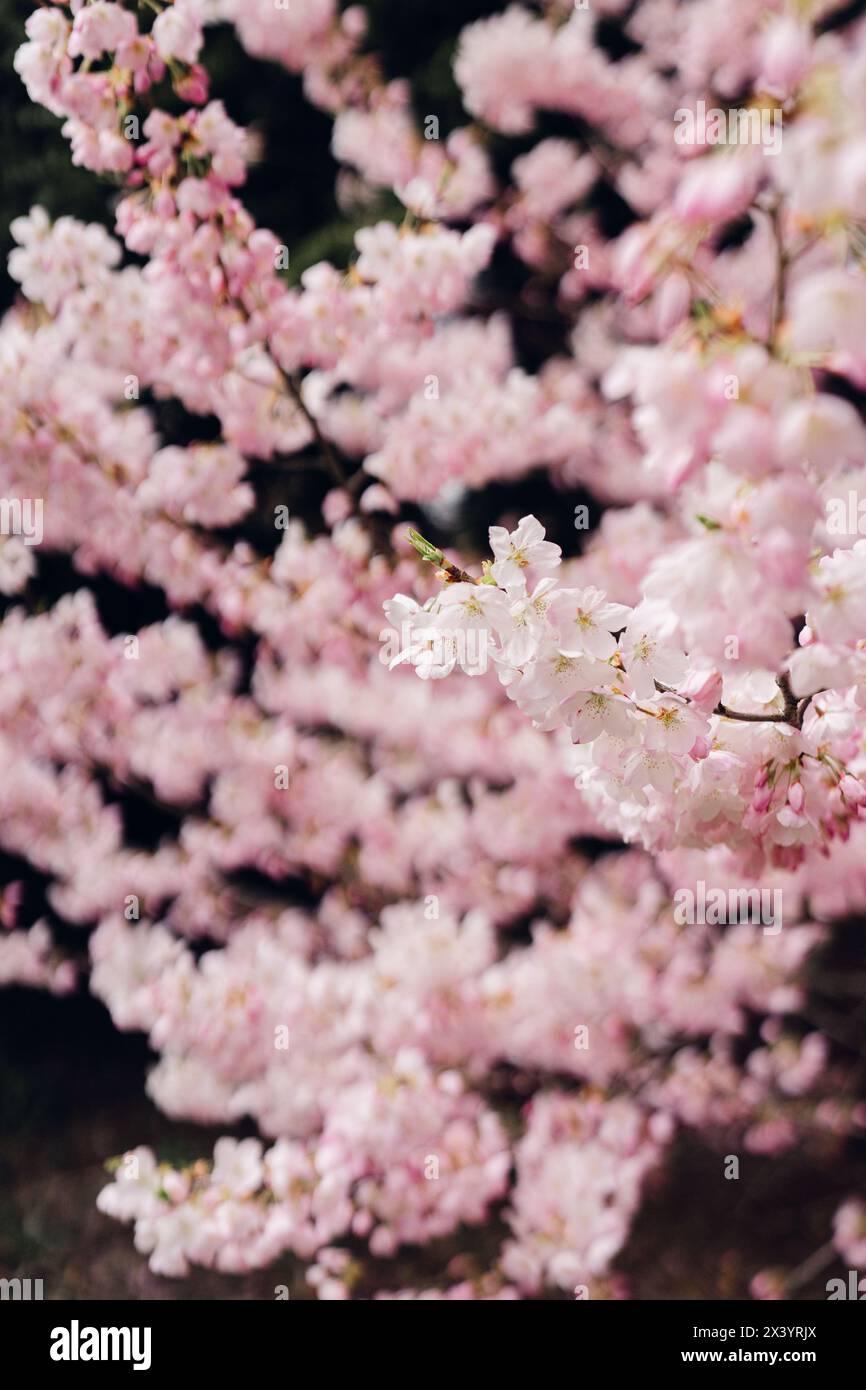 Close up cherry blossom tree hi-res stock photography and images - Alamy