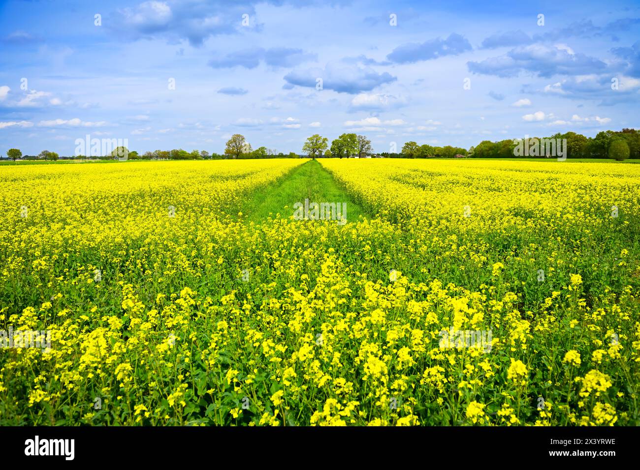 Rapeseed fields in nature reserve Kirchwerder meadows in Hamburg ...