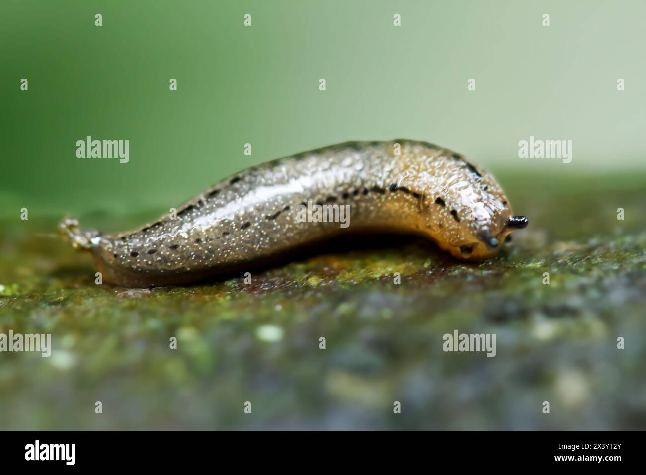 Body texture hi-res stock photography and images - Alamy