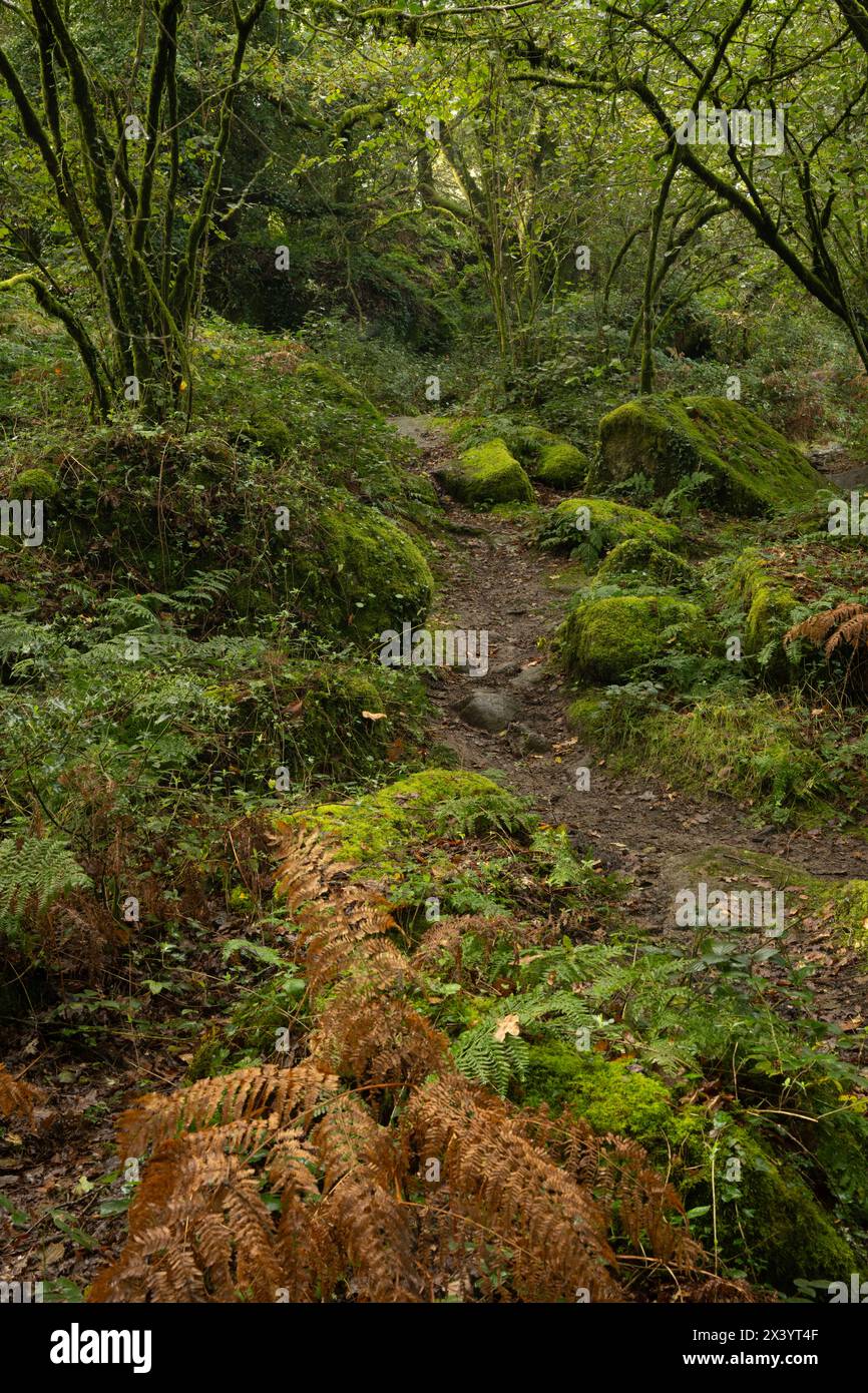 Lustleigh Cleave, Dartmoor, Devon, UK Stock Photo - Alamy
