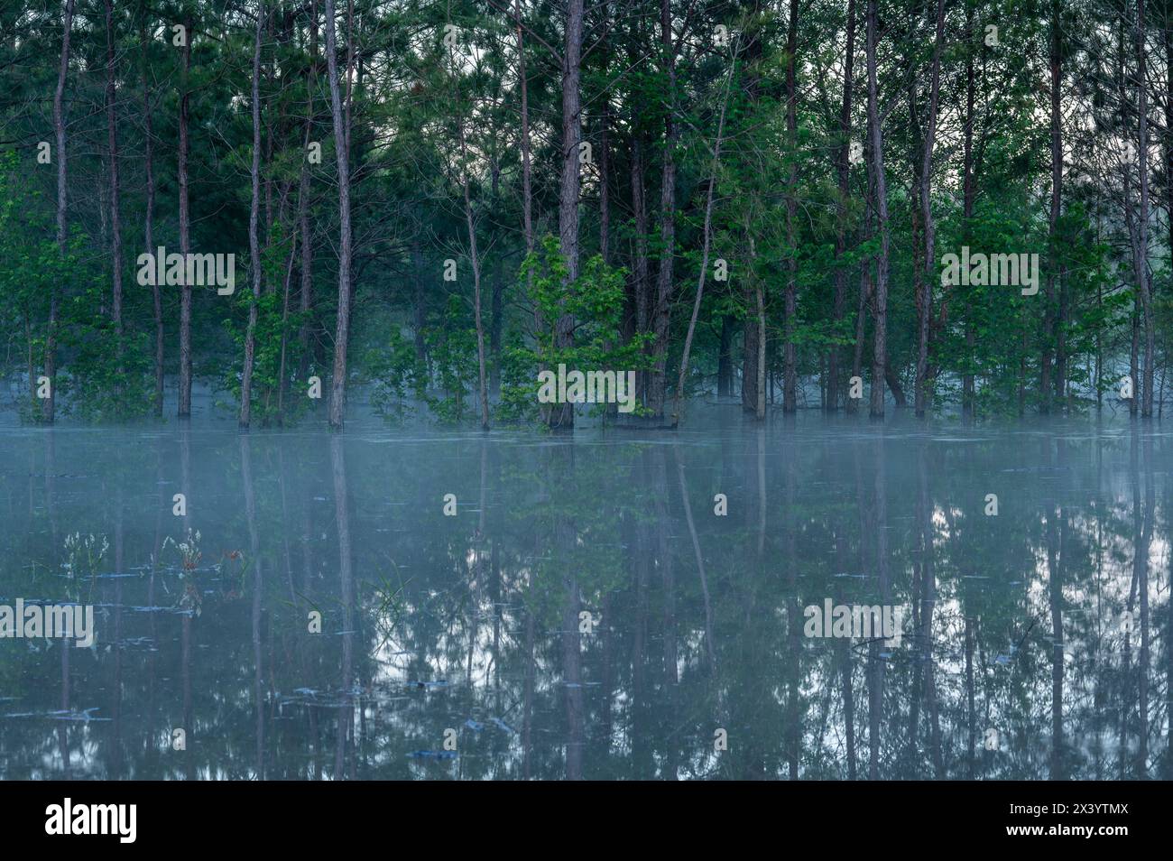 Mist hangs over the water that has flooded a forest after heavy rain ...